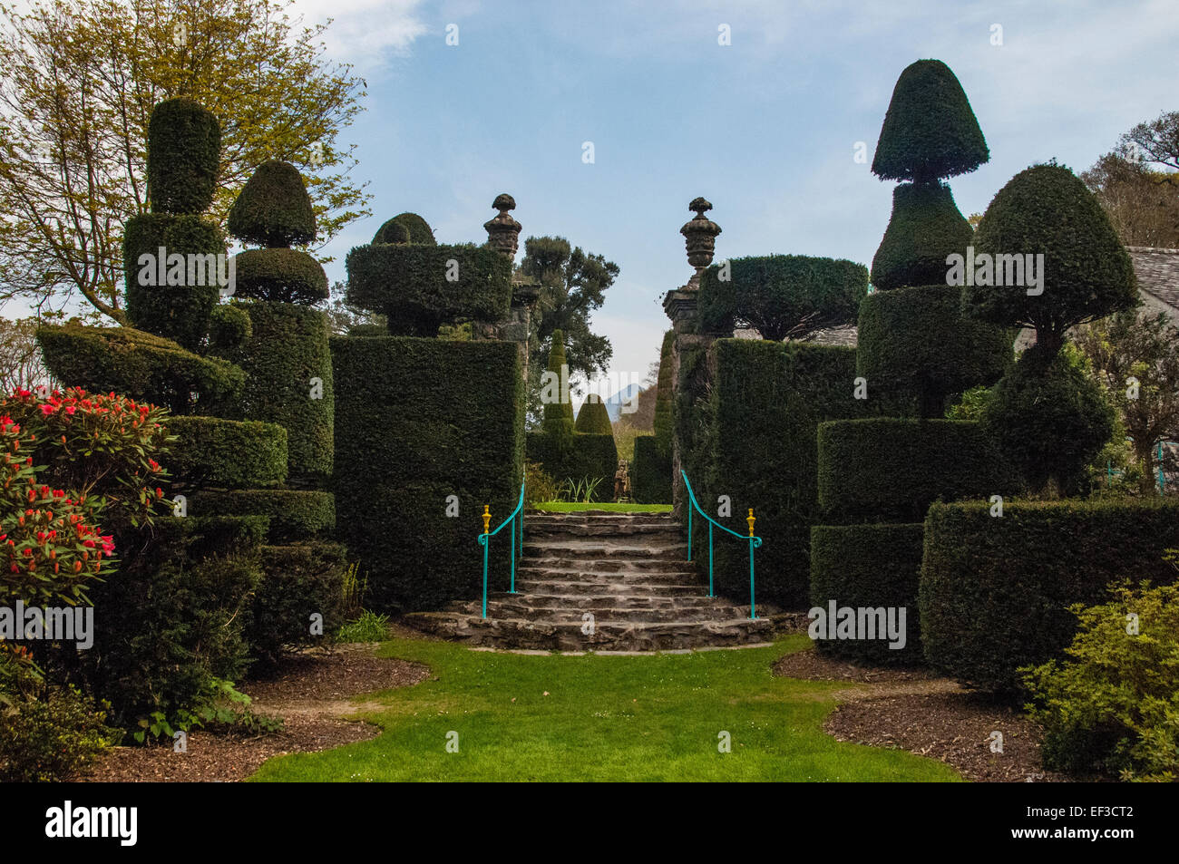 Topiary and steps, Plas Brodanw garden, North Wales Stock Photo - Alamy