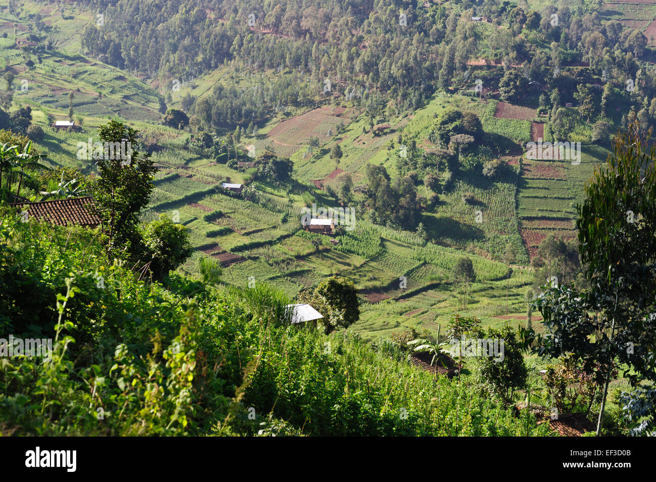 Terrace farming rwanda hi-res stock photography and images - Alamy
