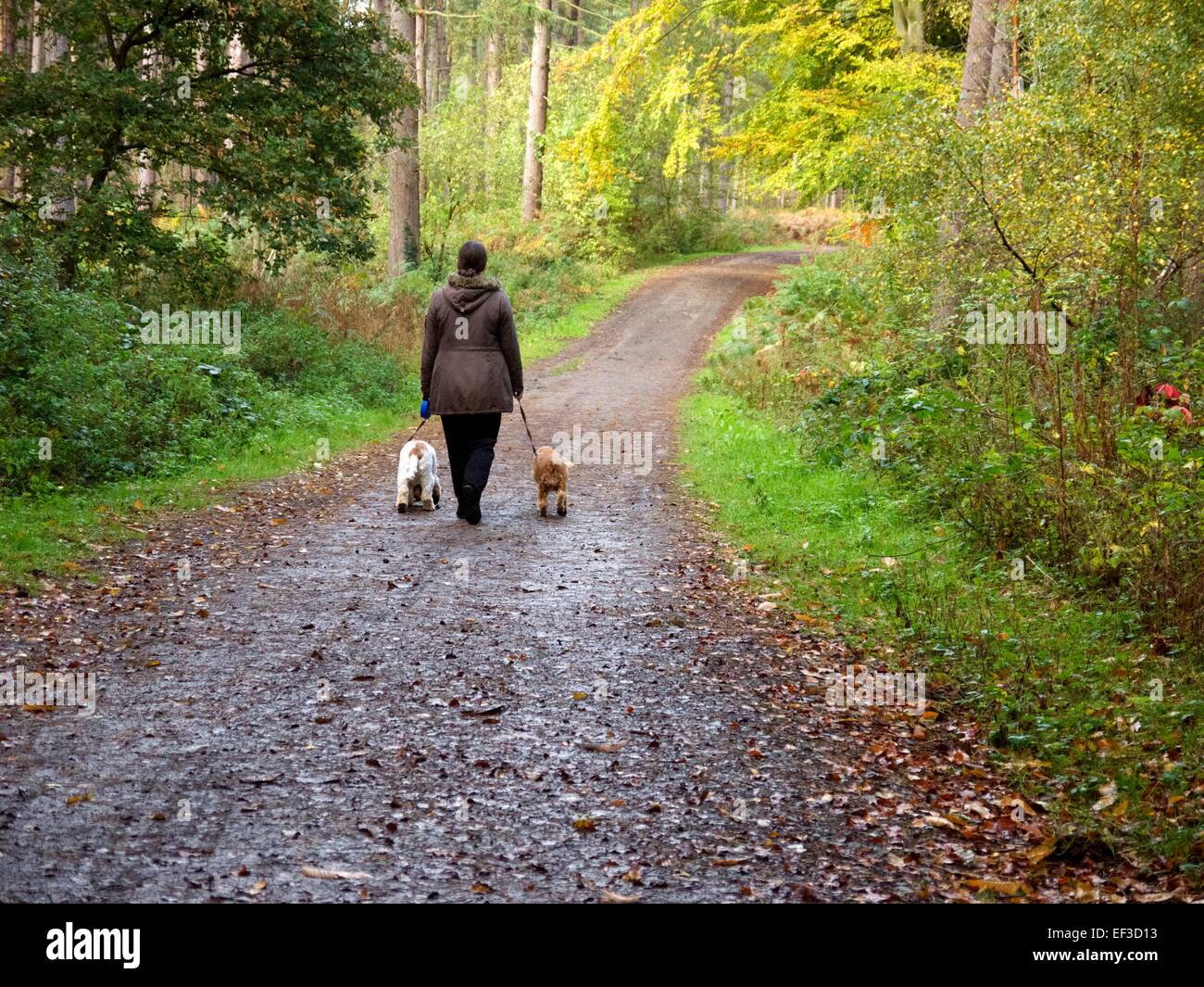 Women walking in the woods with 2 dogs on leads Stock Photo - Alamy