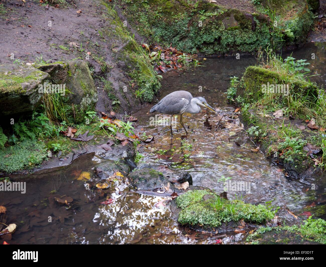 Bird stream hi-res stock photography and images - Alamy