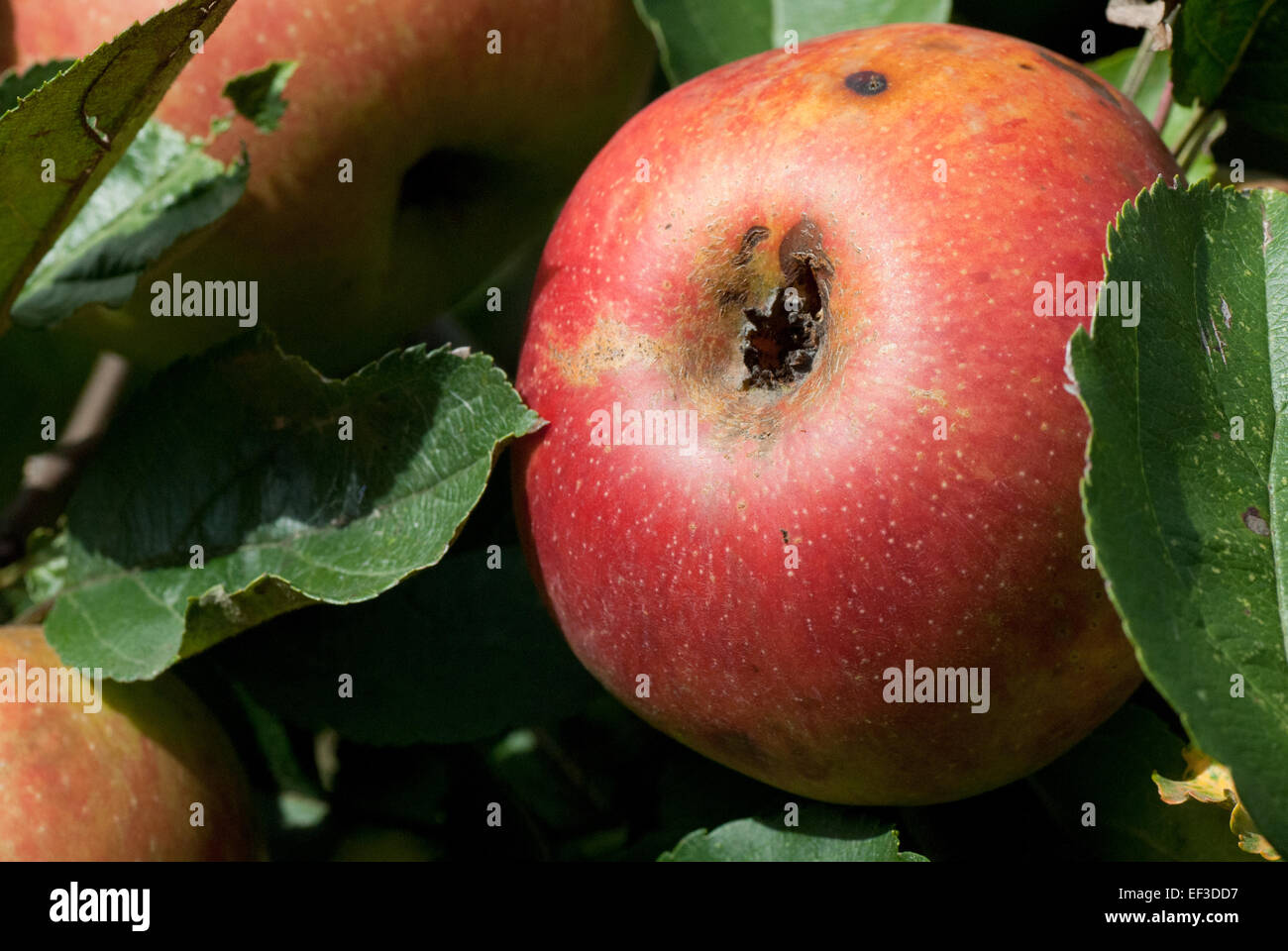 A botanical image depicting the 'Schone van Boskoop' apple variety ...