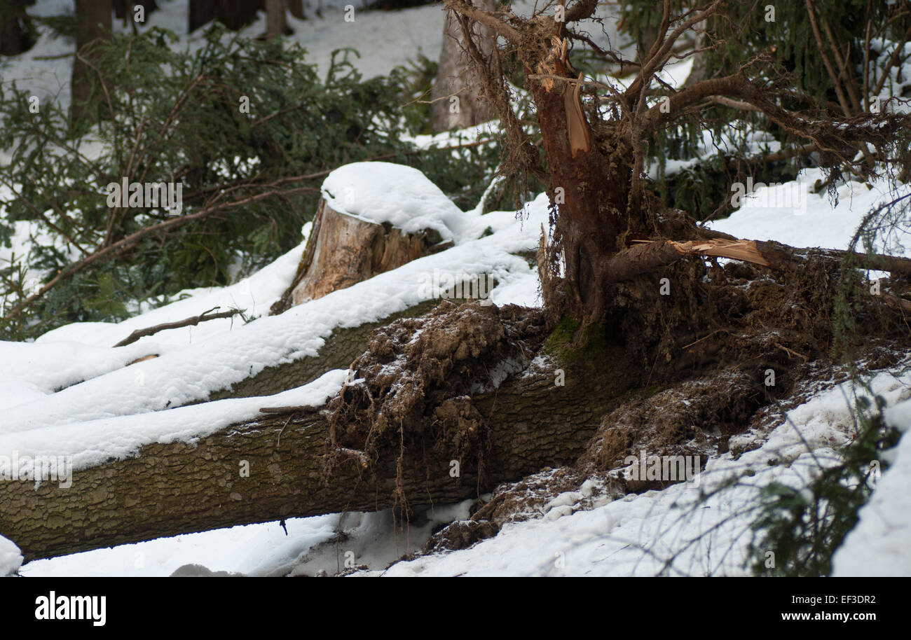 A dramatic scene of a tree uprooted by snow, showcasing the power of ...