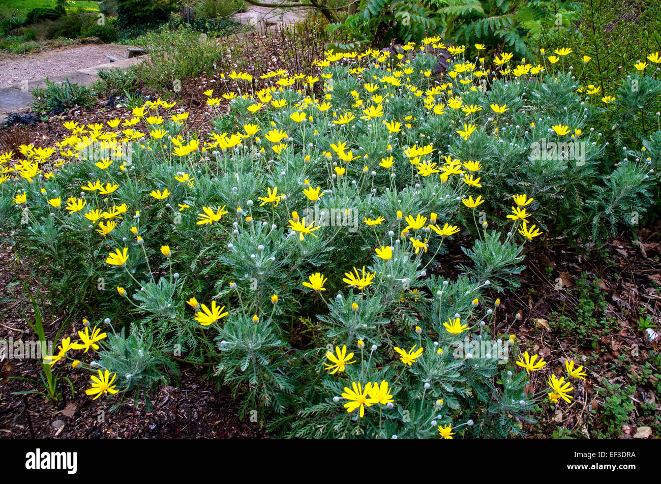 Euryops High Resolution Stock Photography and Images - Alamy