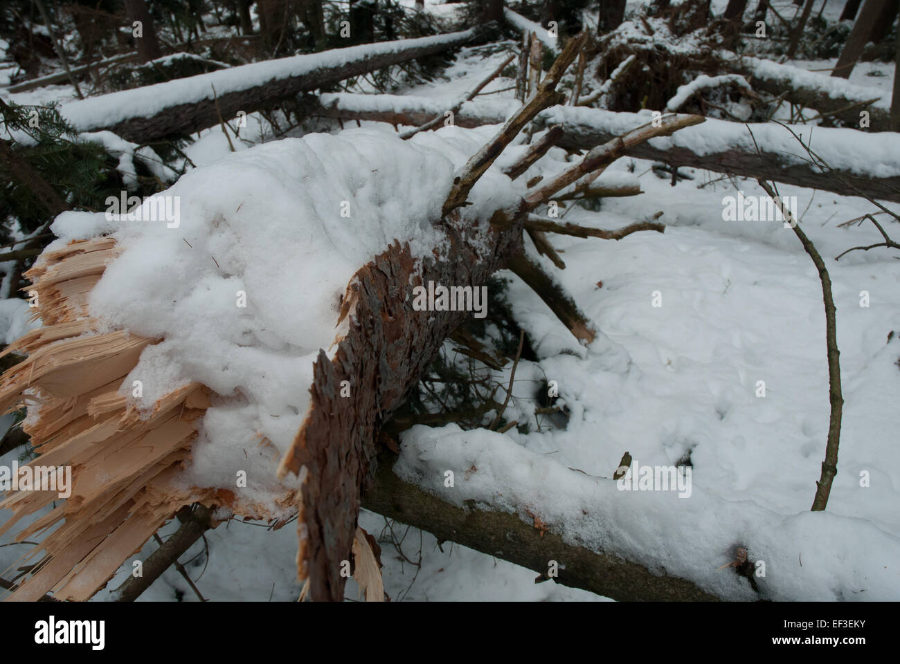 This photograph depicts trees damaged by heavy snow, showcasing the ...