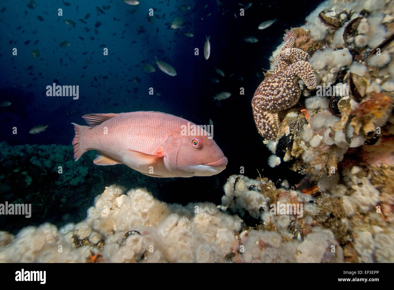 California Sheephead fish at Oil Rig Reef Stock Photo - Alamy
