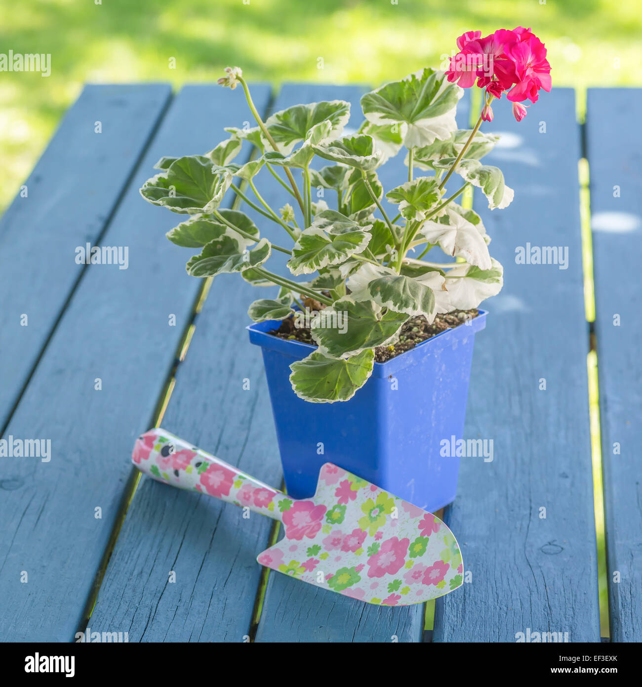 Variegated leaf geranium hi-res stock photography and images - Alamy