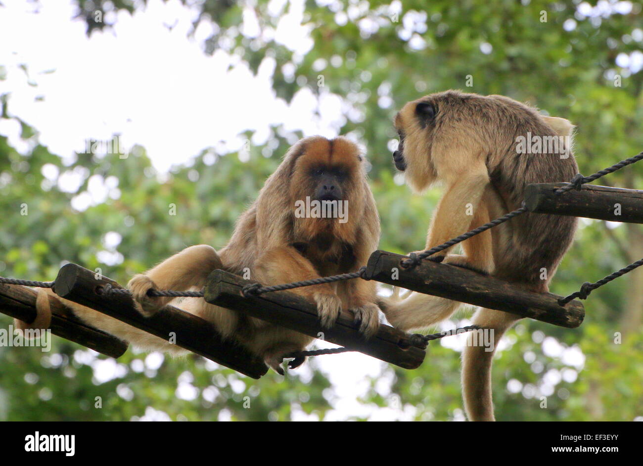 Two Female South American Black howler monkey (Alouatta caraya)on a ...