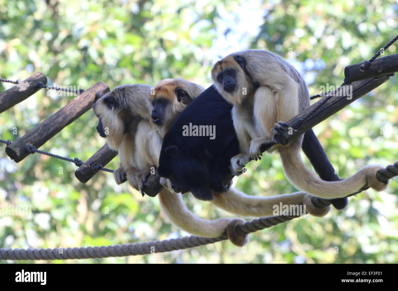 Group of howling male and female South American Black howler monkeys ...