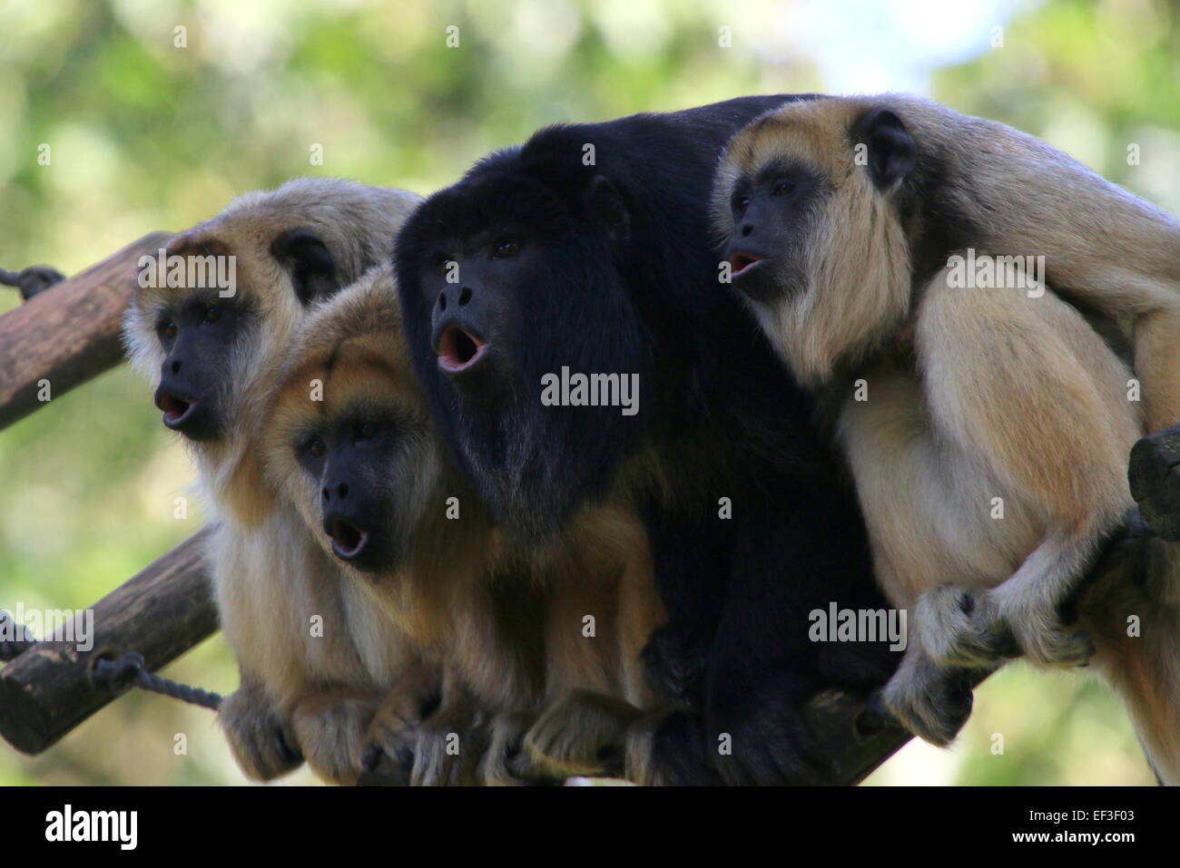 Group of howling male and female South American Black howler monkeys ...