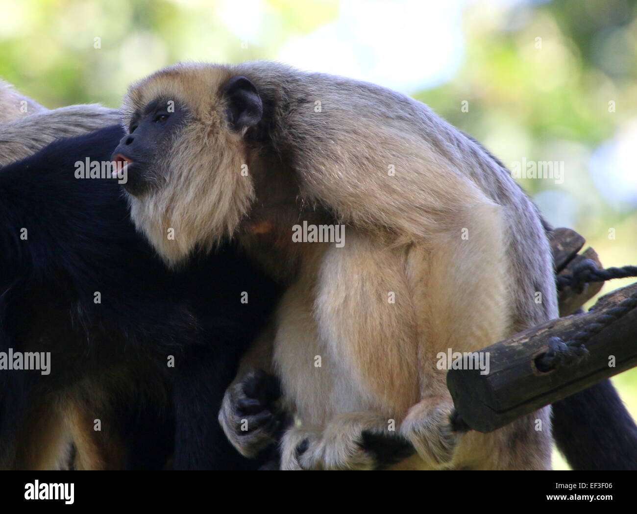 Group of howling male and female South American Black howler monkeys ...