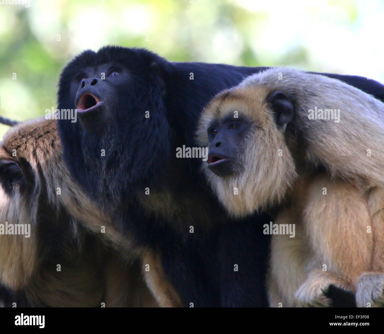 Monkeys yelling hi-res stock photography and images - Alamy