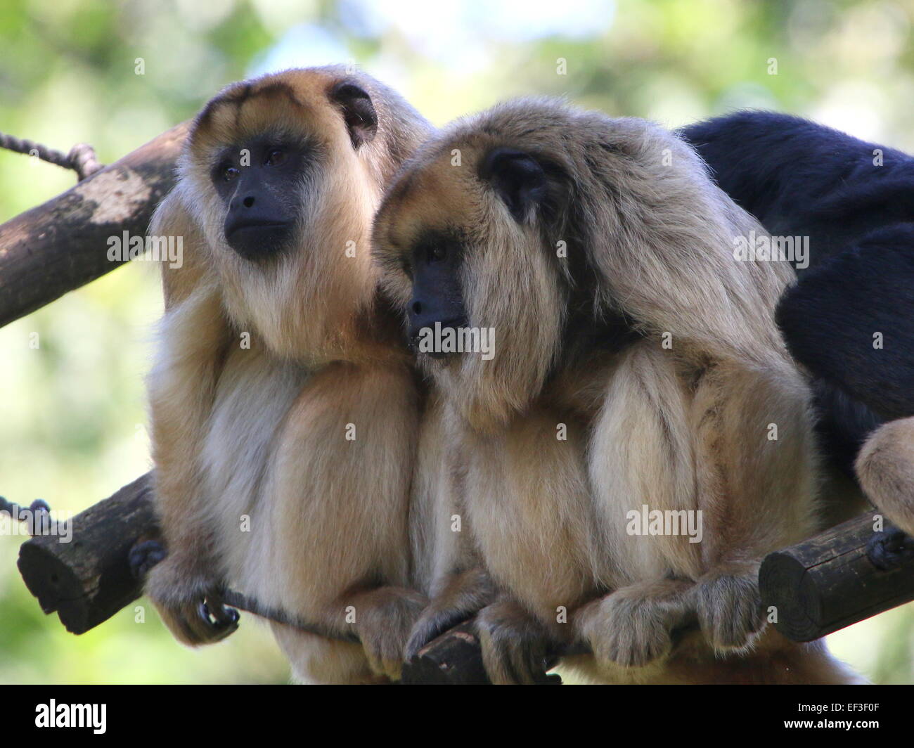 Two female South American Black howler monkey (Alouatta caraya) on a ...