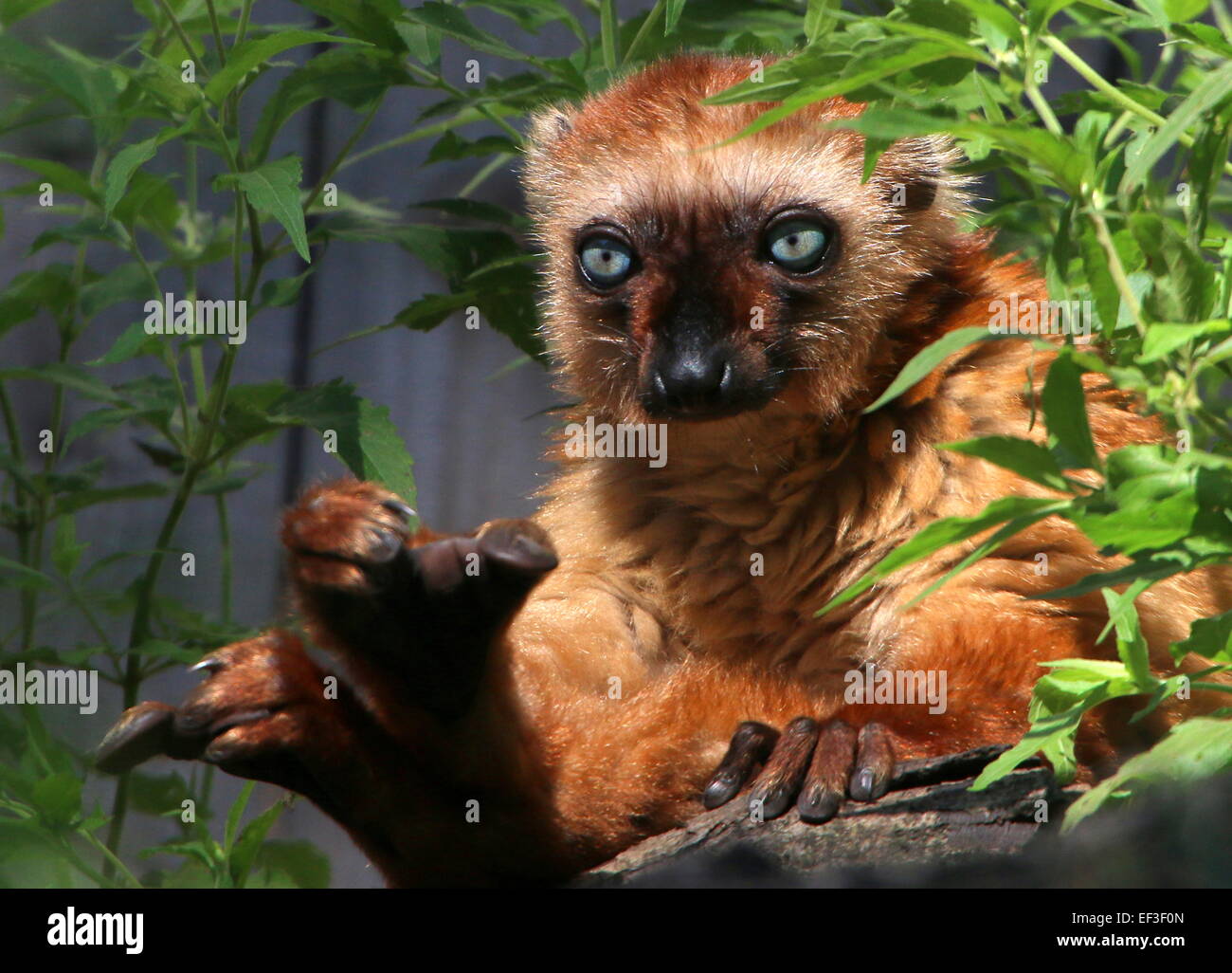 Female Madagascan Blue-eyed black Lemur or Sclater's Lemur (Eulemur ...