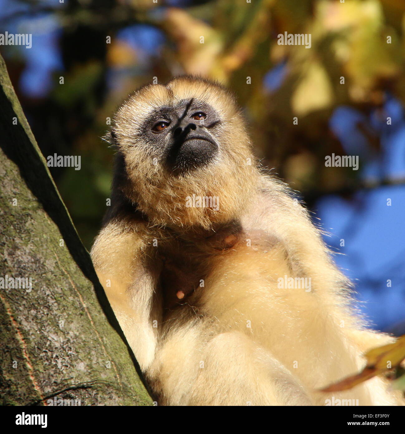 Female South American Black howler monkey (Alouatta caraya) high up in ...