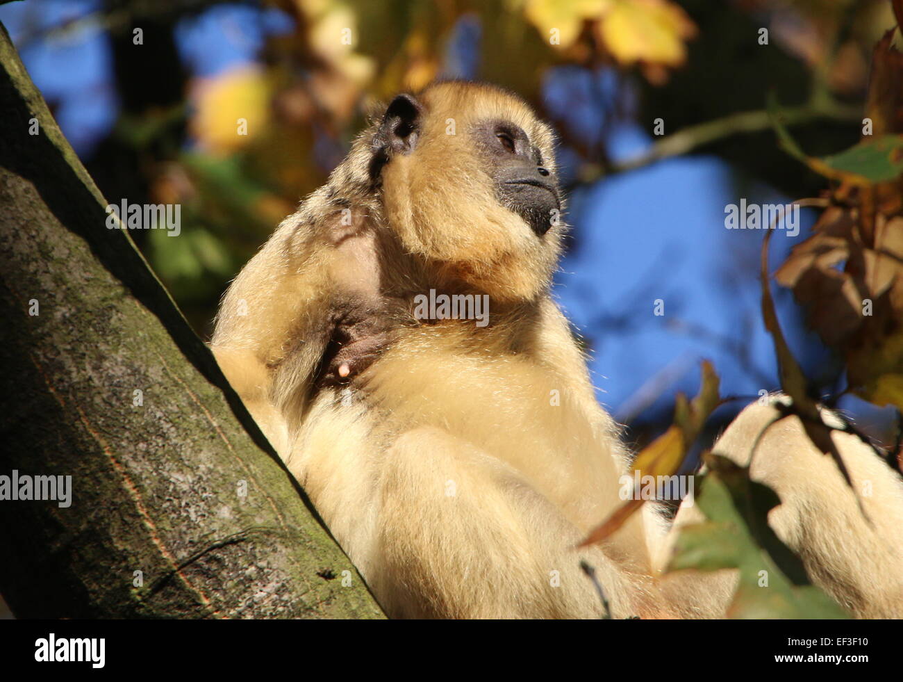 Female South American Black howler monkey (Alouatta caraya) high up in ...