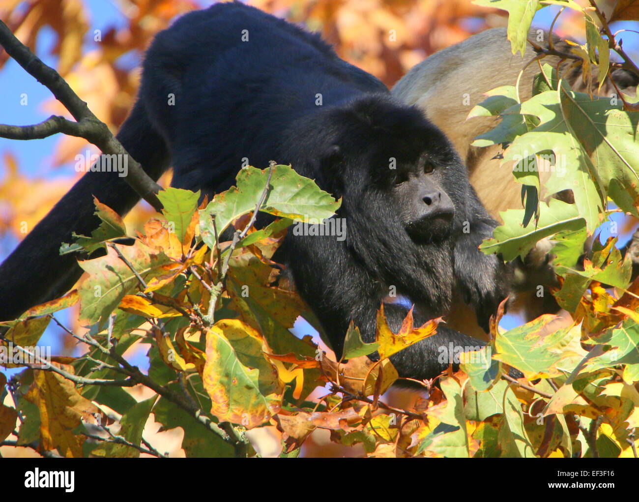 Black male South American Black howler monkey (Alouatta caraya) high up ...