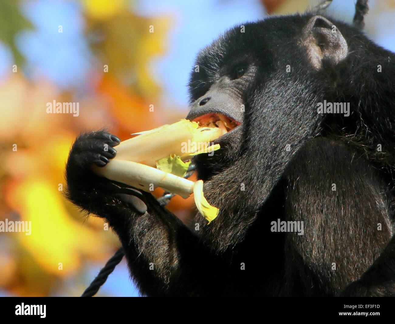 Male South American Black howler monkey (Alouatta caraya) at the ...