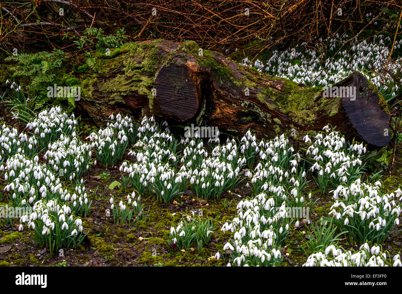 Snowdrops,Aberglasney gardens, Wales Stock Photo - Alamy