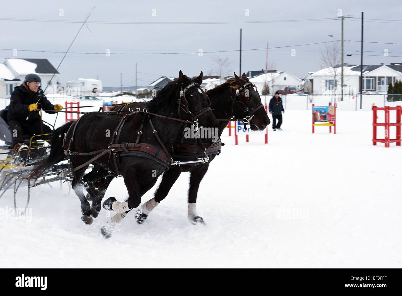 QUEBEC, CANADA-JANUARY, 22: Canadian horse pulling sleigh in winter ...