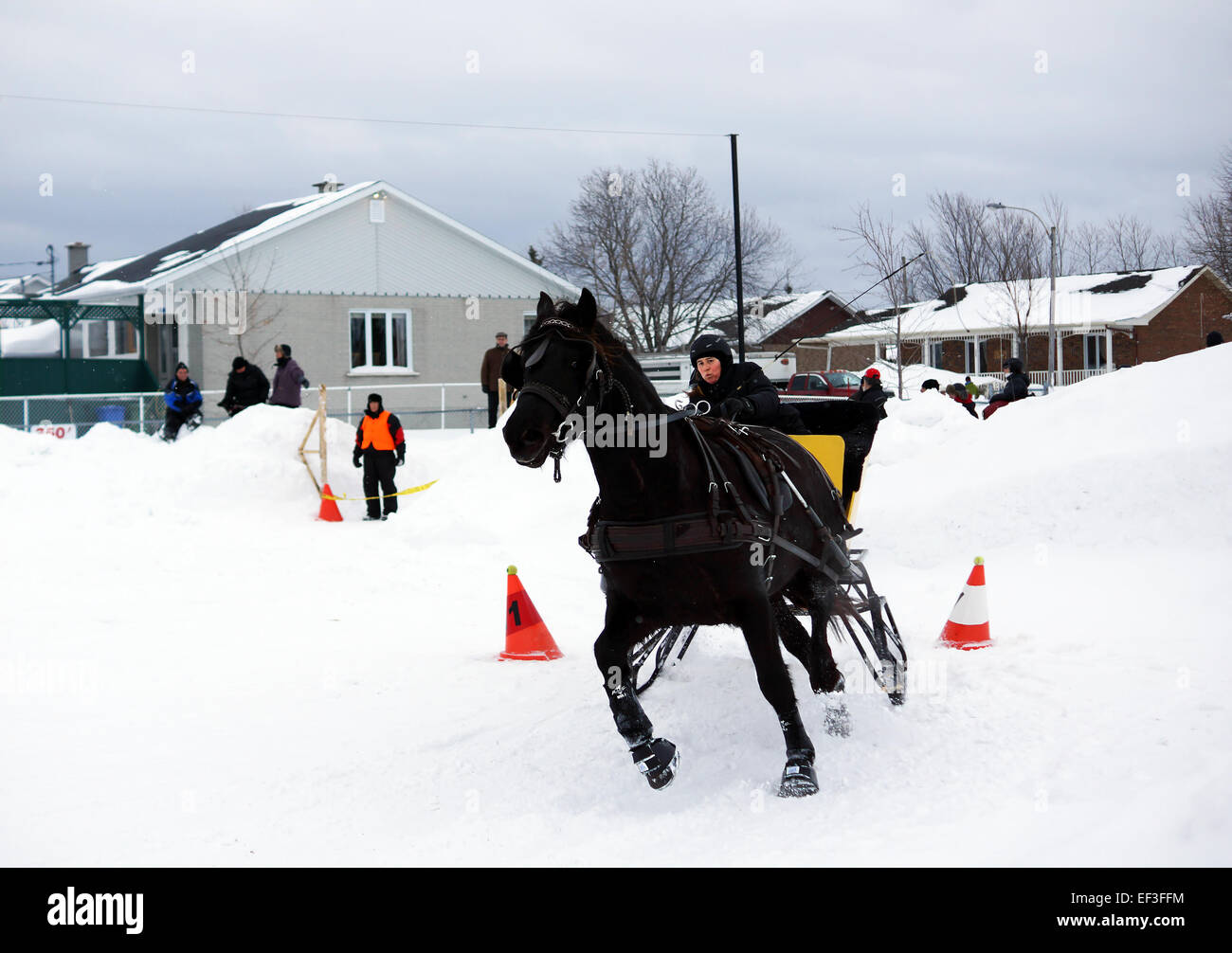 ST.BRUNO, QUEBEC, CANADA-JANUARY, 22: Canadian horse pulling sleigh in ...