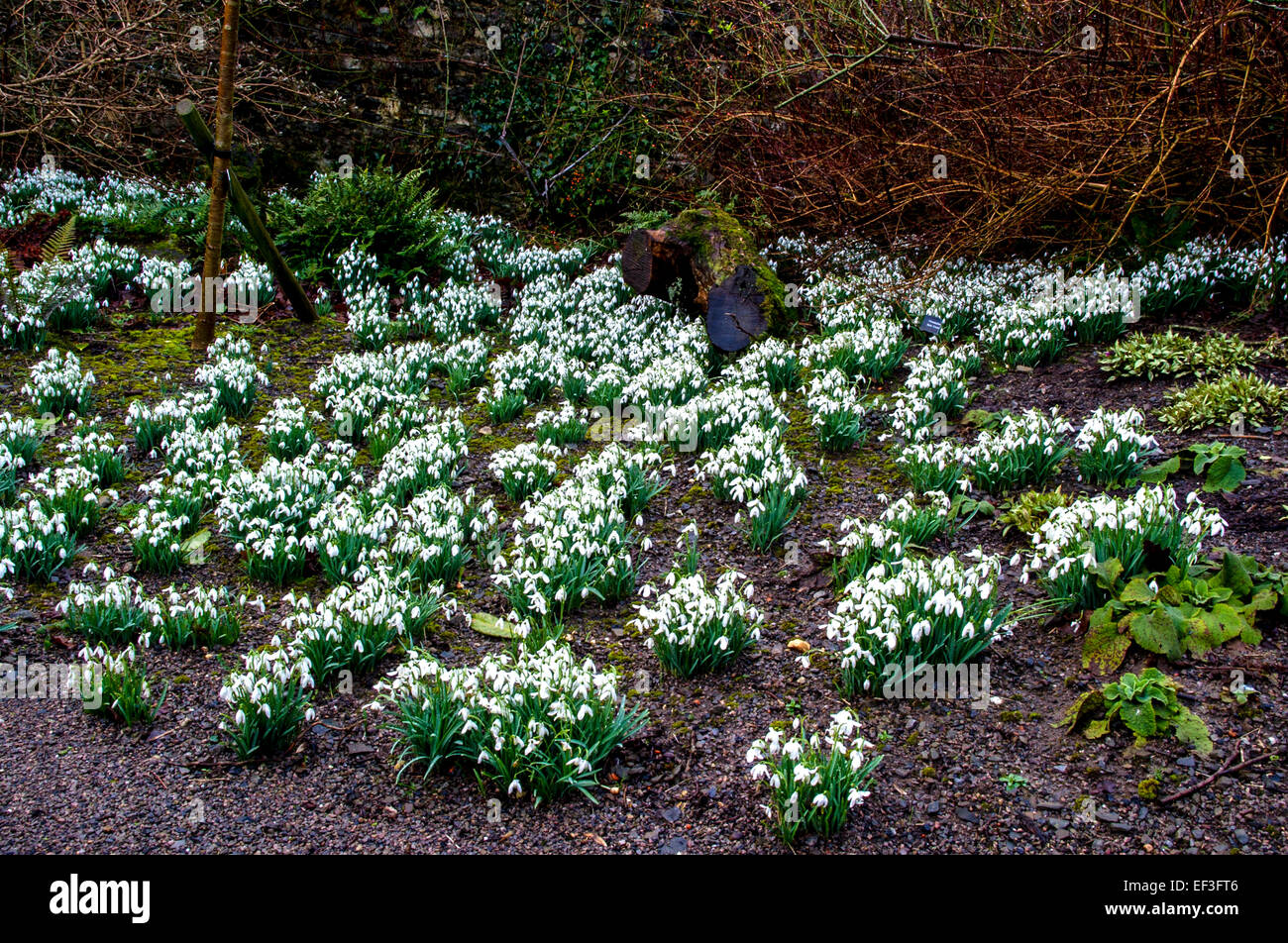 Snowdrops,Aberglasney gardens, Wales Stock Photo - Alamy