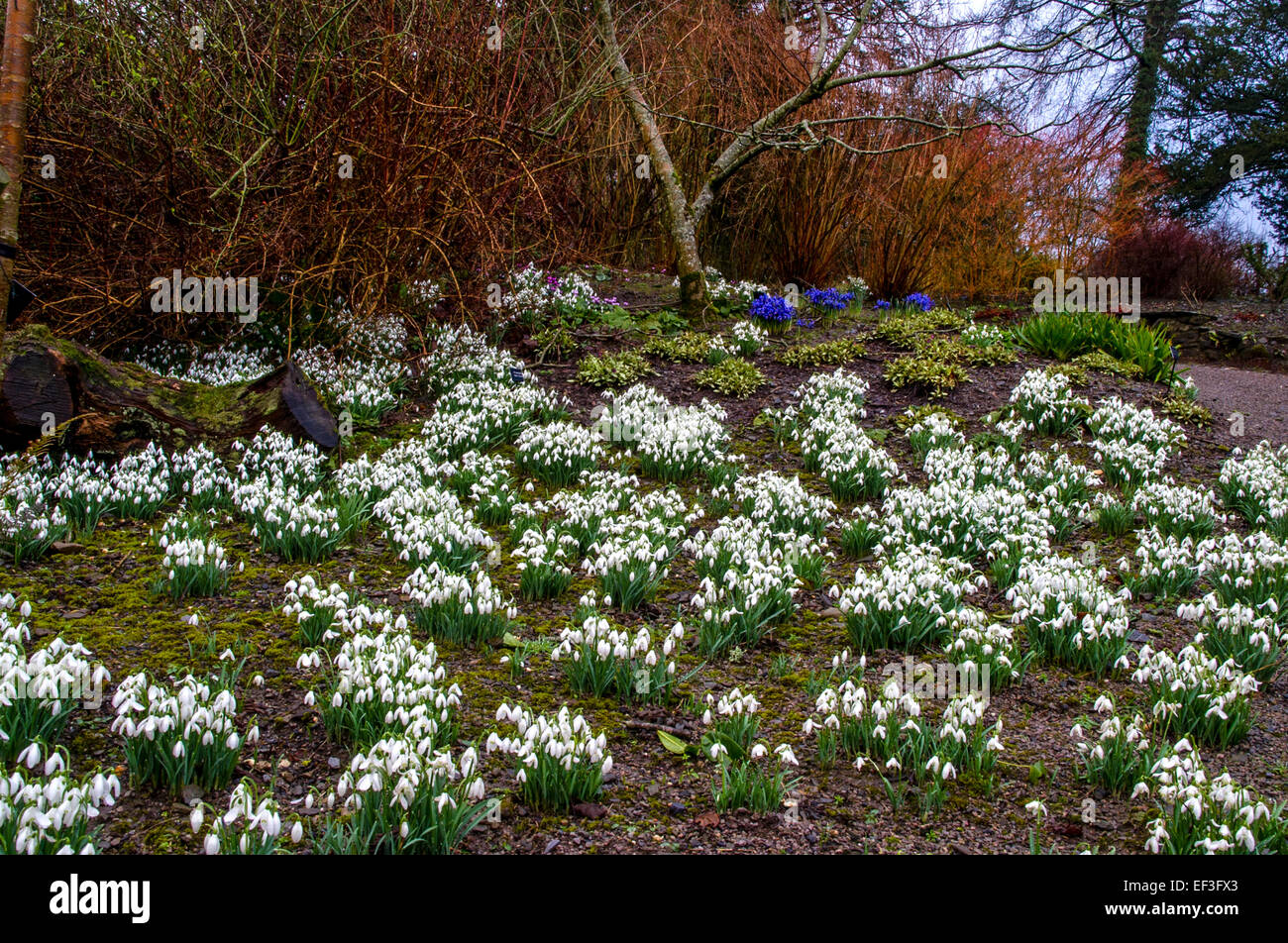 Snowdrops,Aberglasney gardens, Wales Stock Photo - Alamy