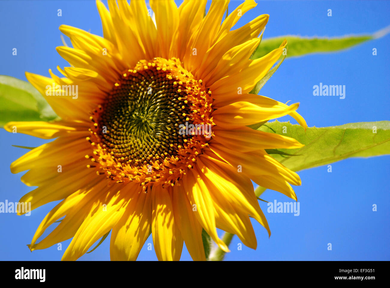 Giant sunflower hi-res stock photography and images - Alamy