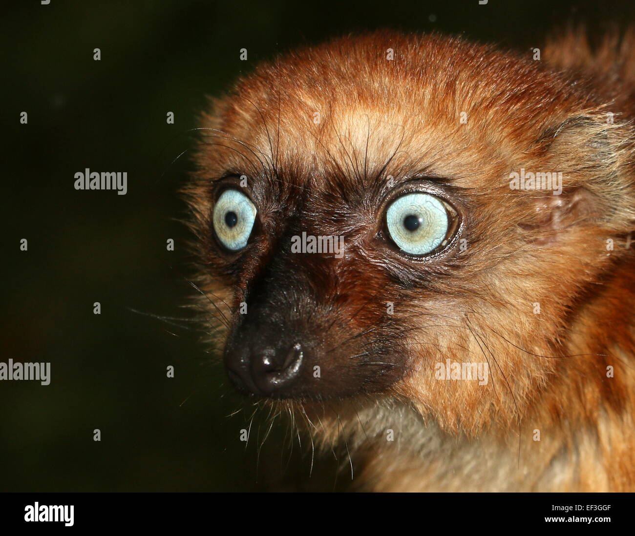 Female Madagascan Blue eyed black Lemur or Sclater's Lemur (Eulemur ...