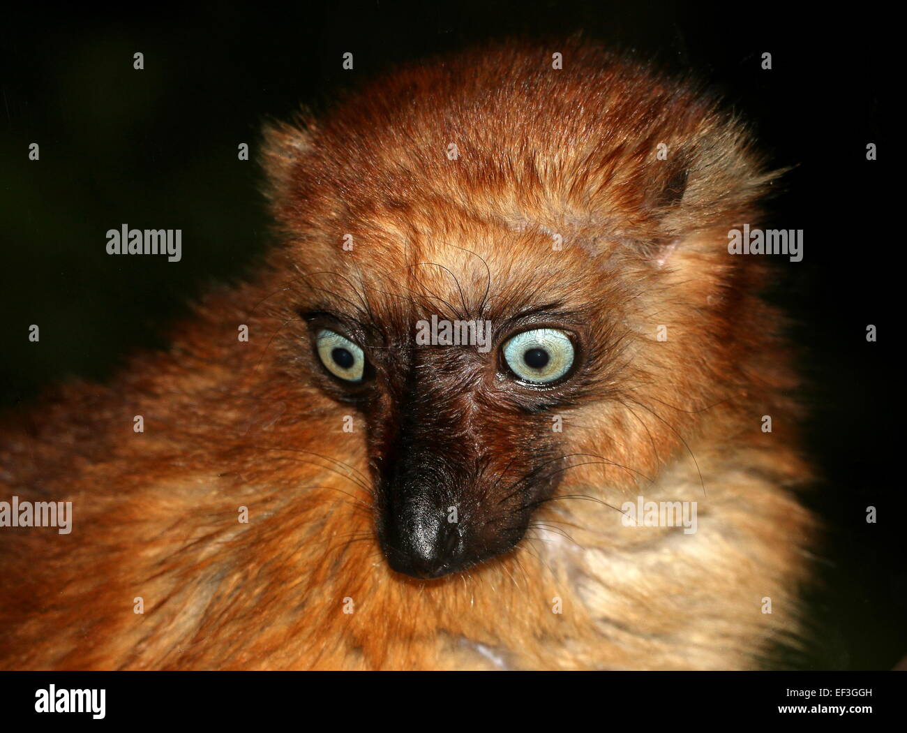 Female Madagascan Blue-eyed black Lemur or Sclater's Lemur (Eulemur ...