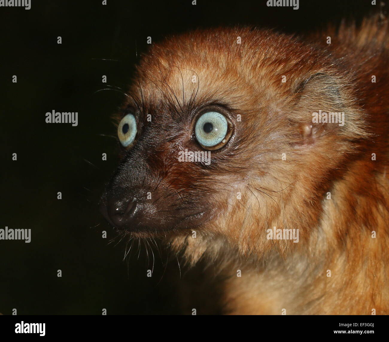 Female Madagascan Blue eyed black Lemur or Sclater's Lemur (Eulemur ...