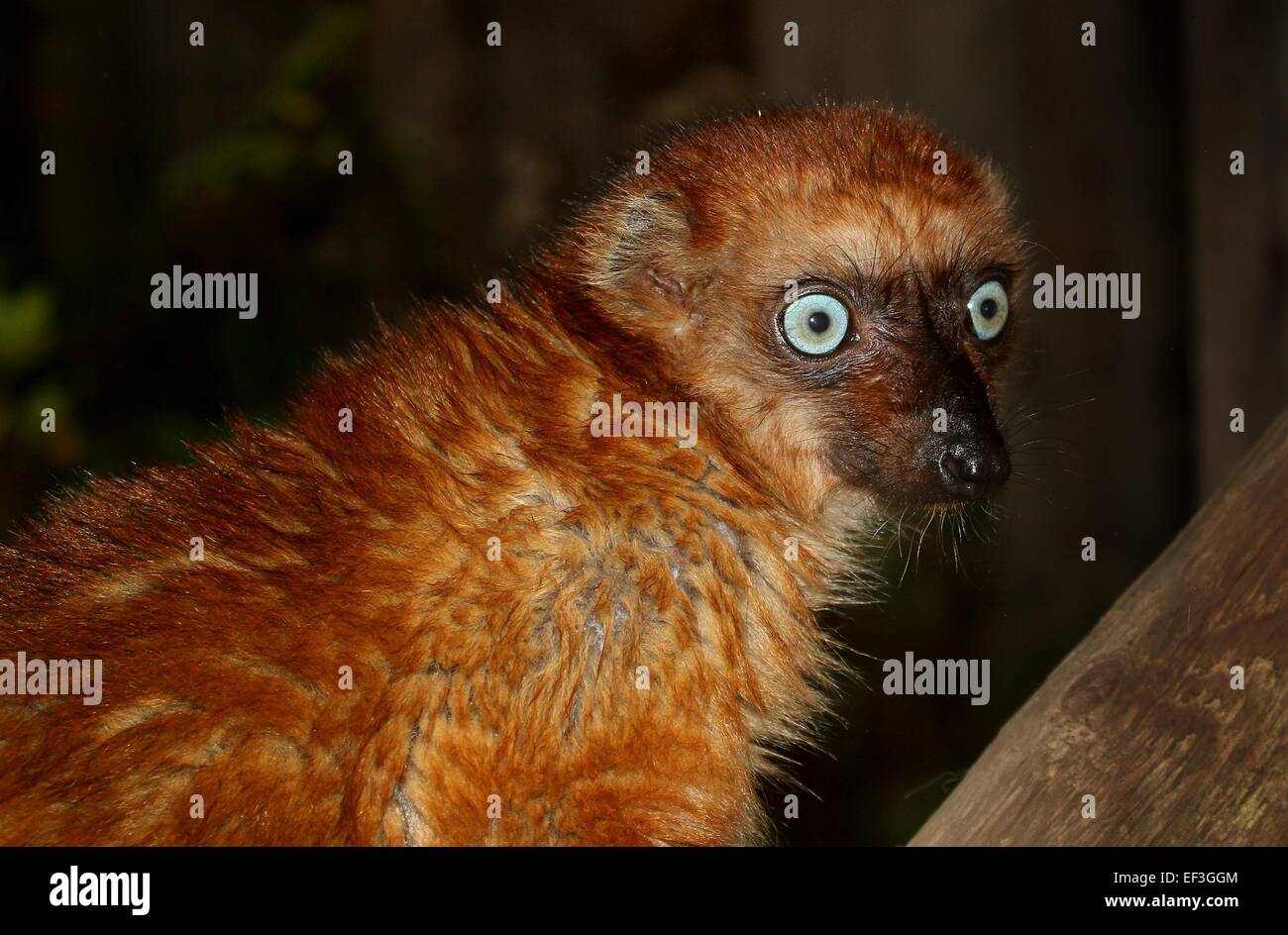 Female Madagascan Blue-eyed black Lemur or Sclater's Lemur (Eulemur ...