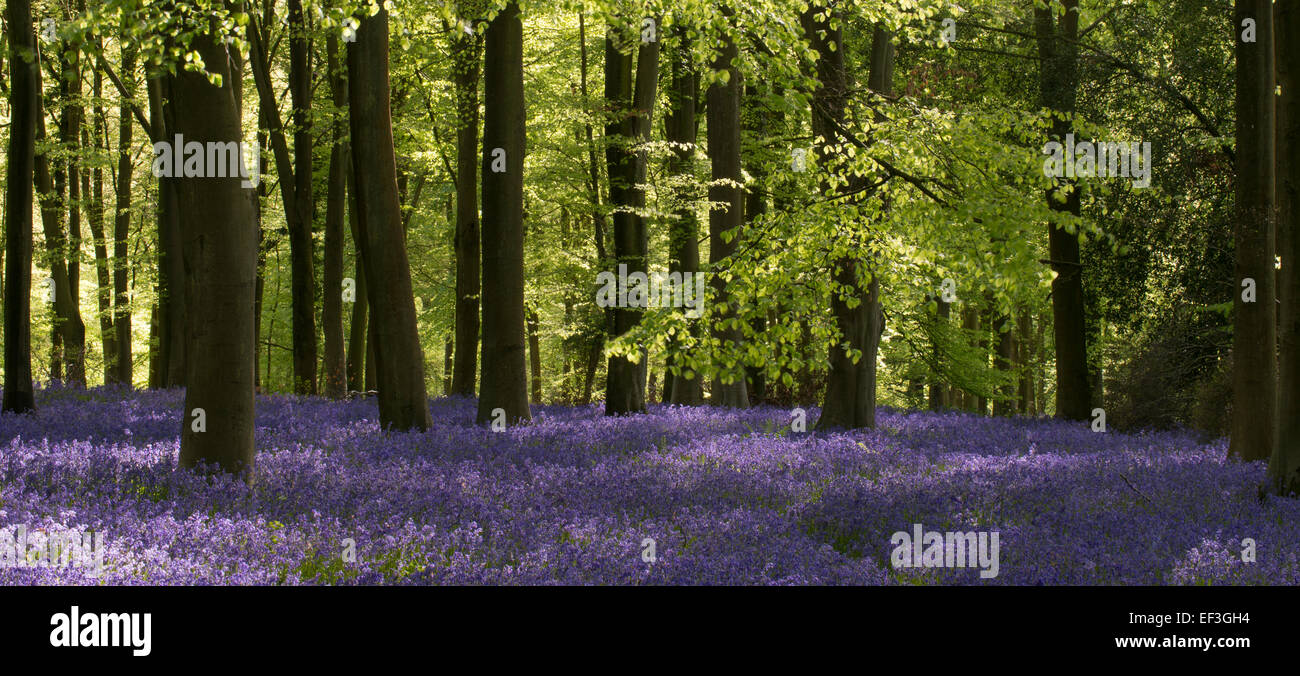 A view of Bluebells in Micheldever Wood Stock Photo - Alamy