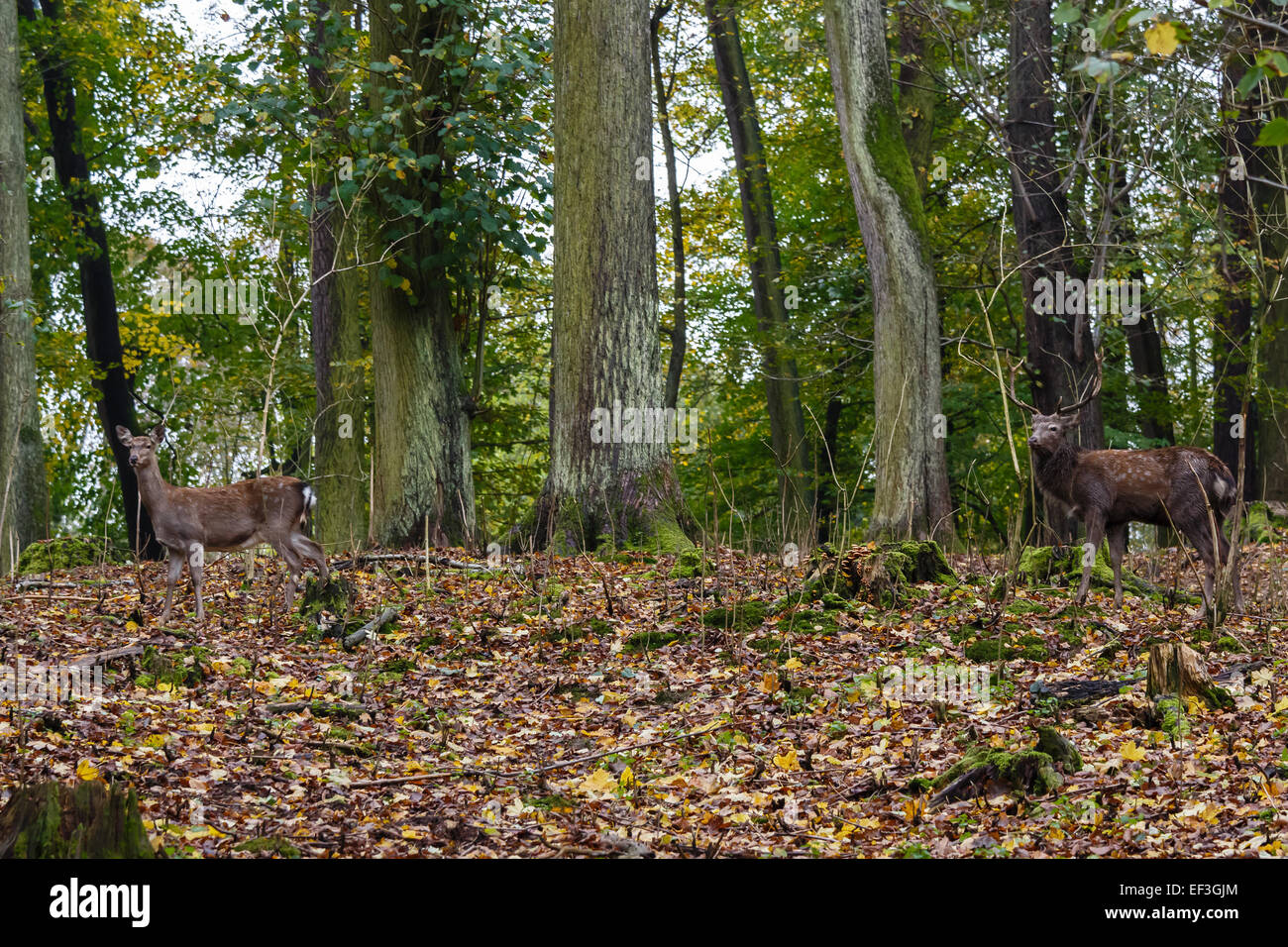 Wood animals hi-res stock photography and images - Alamy