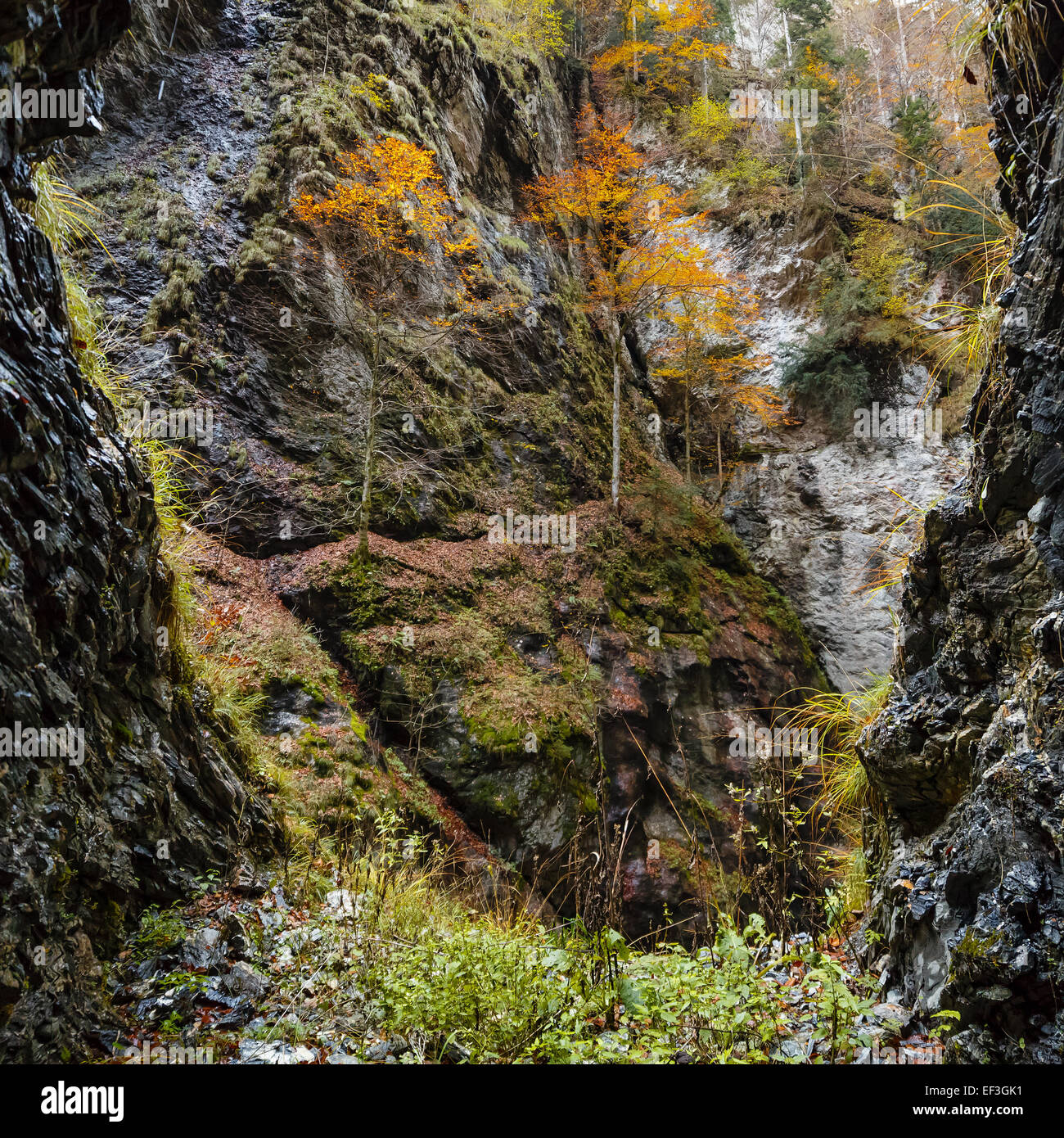 Trees growing in rocks hi-res stock photography and images - Alamy