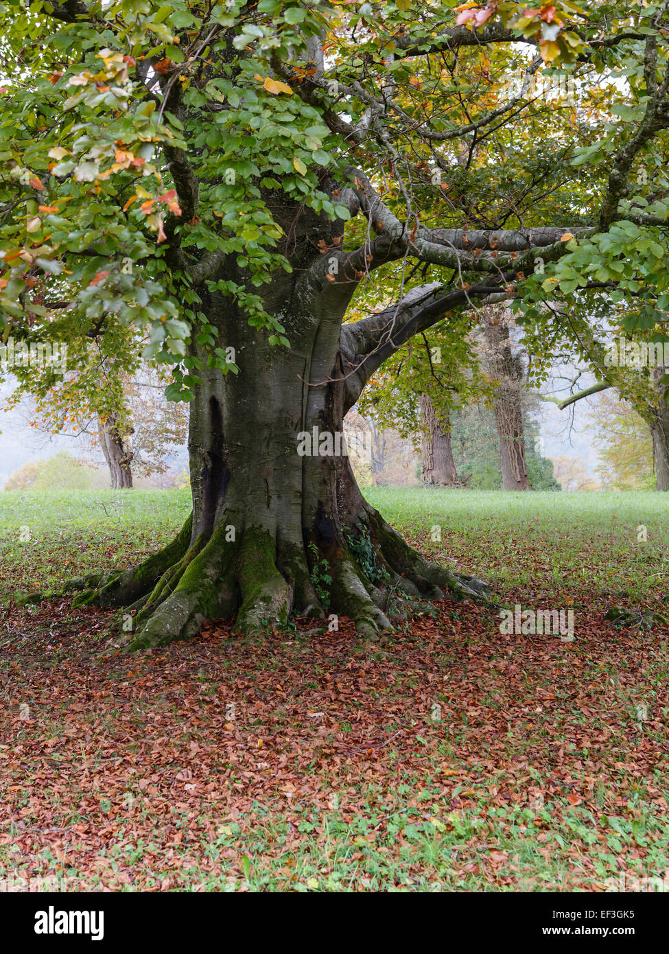 Huge tree trunk in park with fog at a background Stock Photo - Alamy