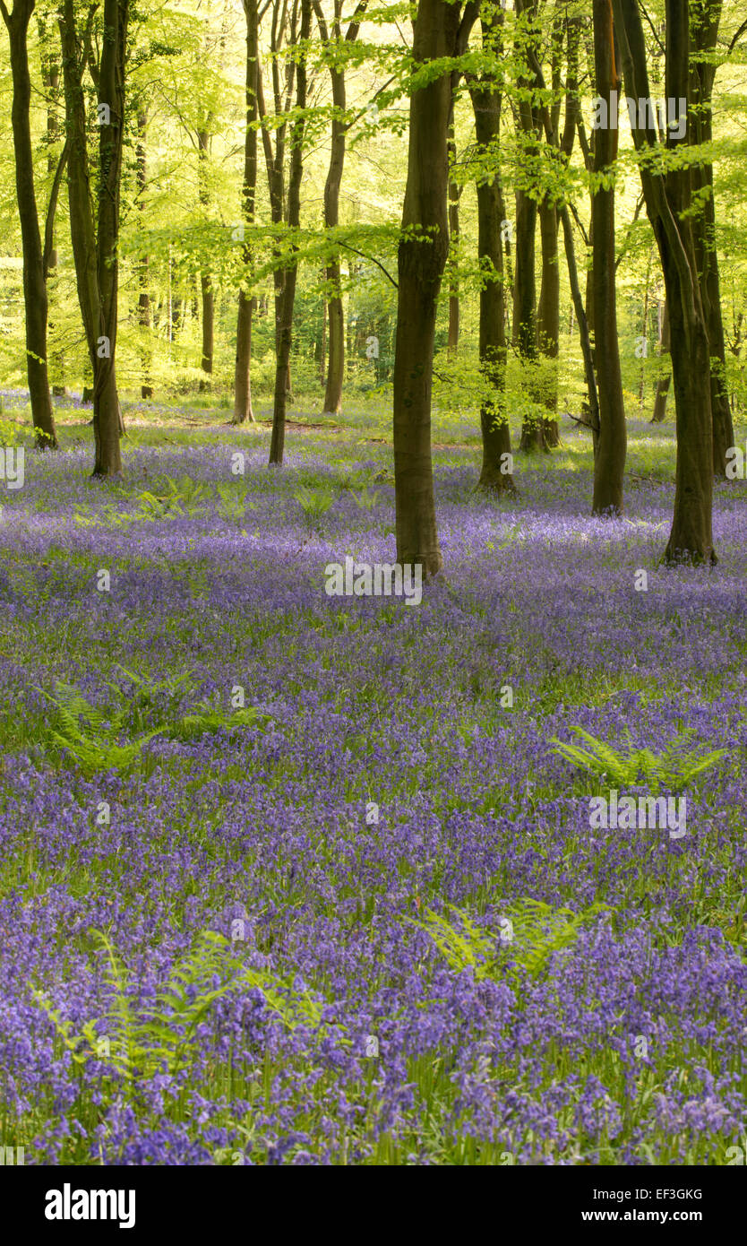 Micheldever bluebells hi-res stock photography and images - Alamy