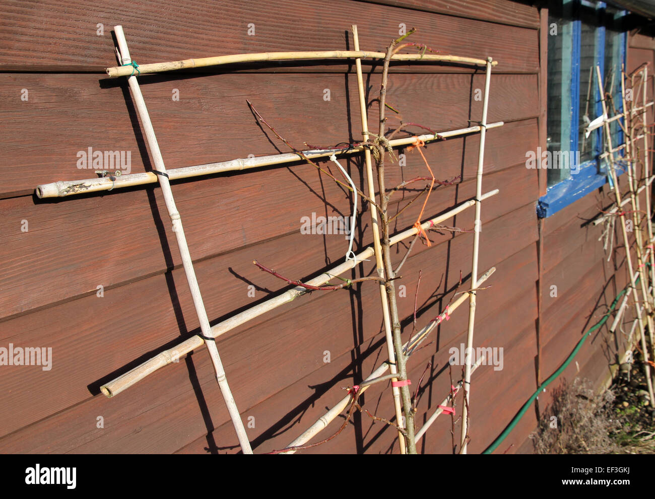 garden shed growing frame Stock Photo - Alamy