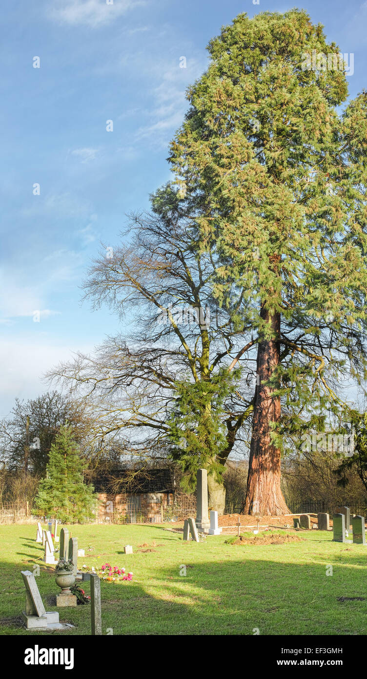 Graveyard with tall cedar tree pointing upwards to the heavens Stock ...