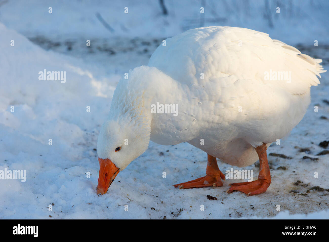 Rummaging for food hi-res stock photography and images - Alamy
