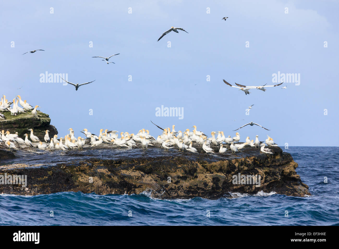 Noss shetland birds hi-res stock photography and images - Alamy