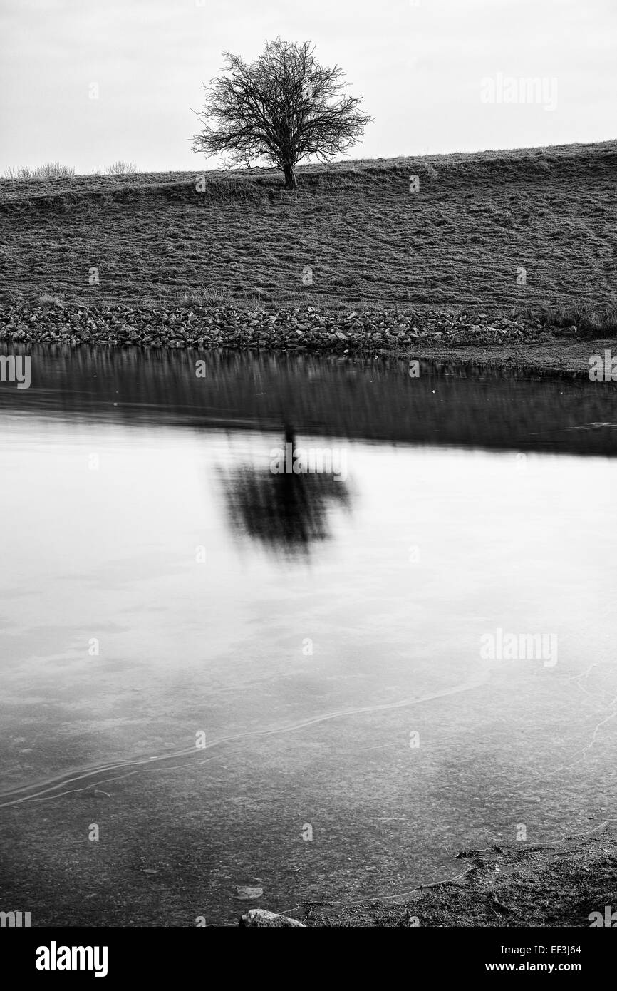 Grim tree hi-res stock photography and images - Alamy