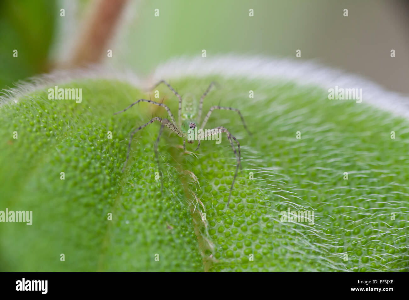 Green spider on a leaf in Las Minas, Cocle province, Republic of Panama ...