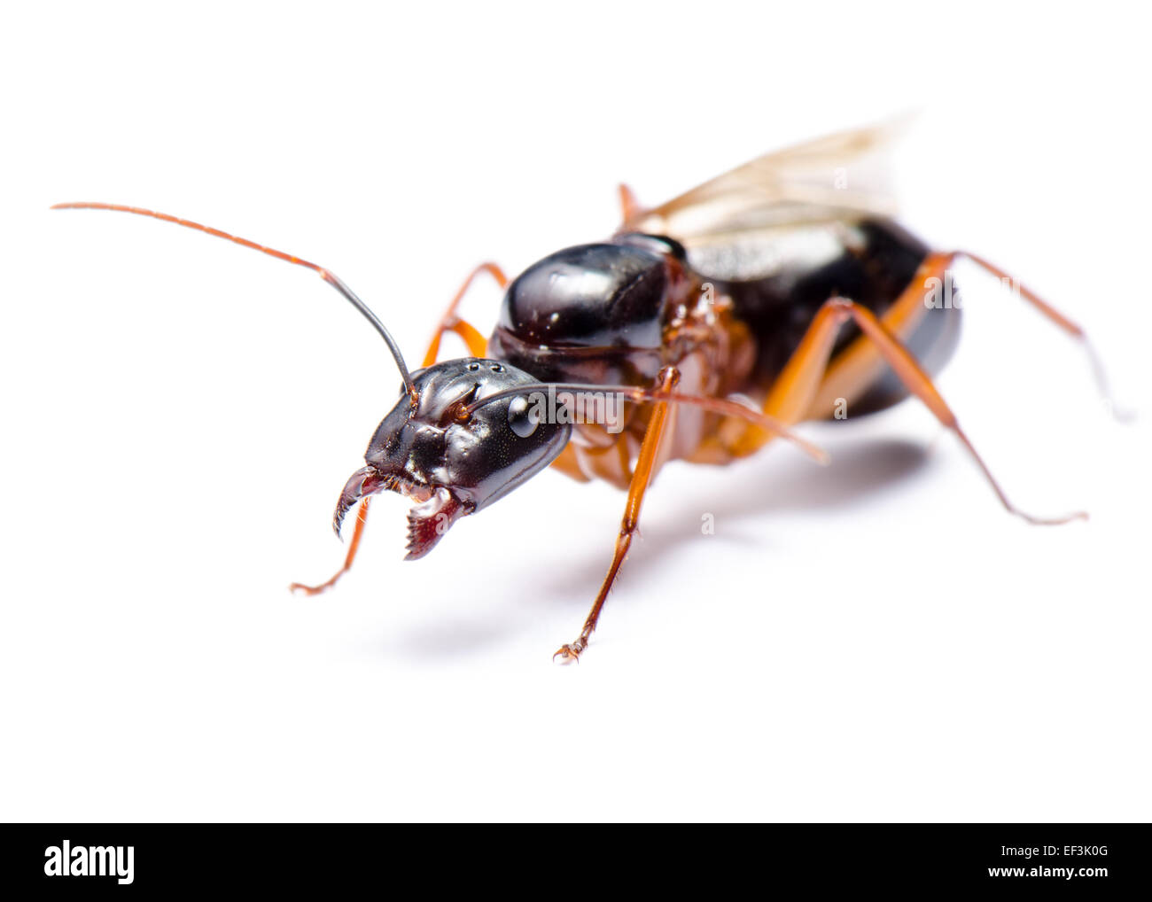 Carpenter bug hi-res stock photography and images - Alamy