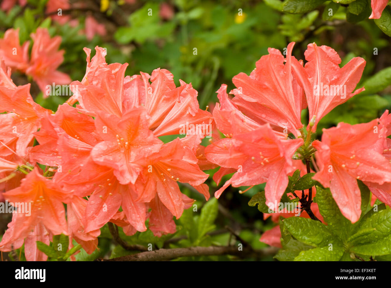 Tropical flower rhododendron, red colour Stock Photo - Alamy
