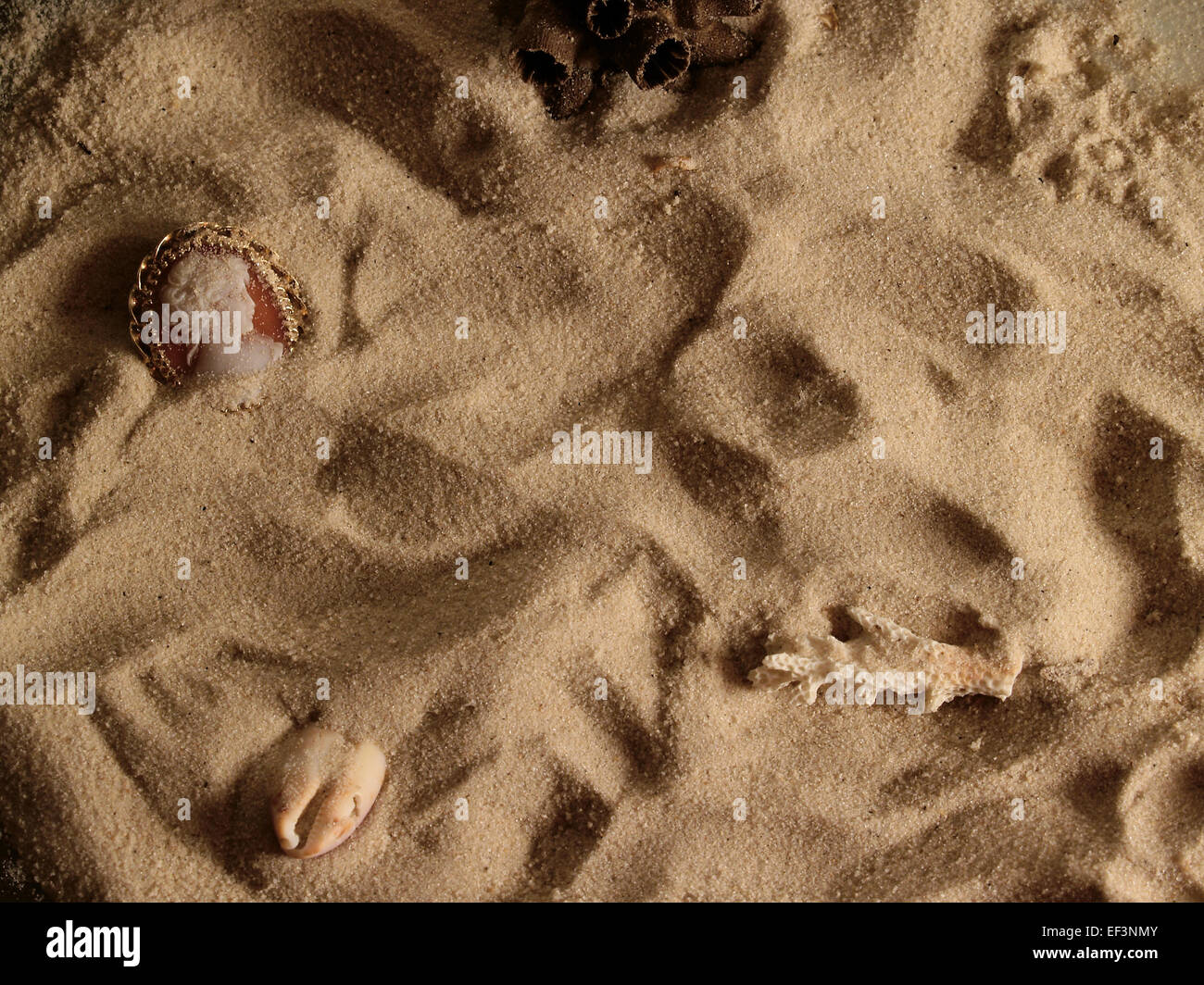 Sea coast with shells and corals Stock Photo - Alamy