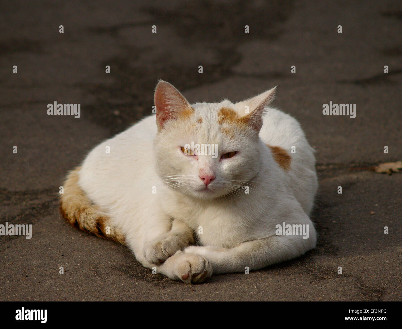 Homeless white cat Stock Photo - Alamy