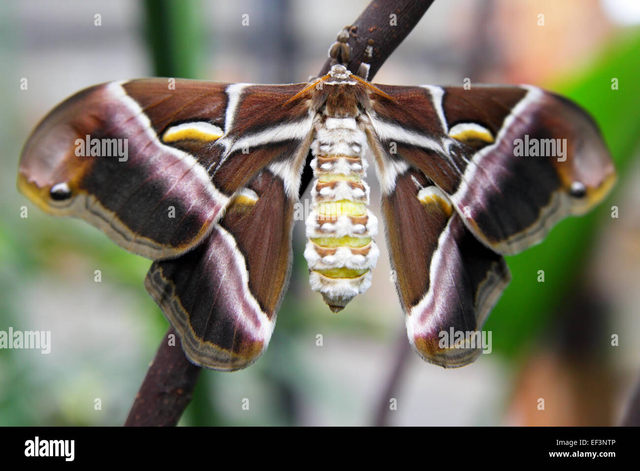 Samia ricini hi-res stock photography and images - Alamy