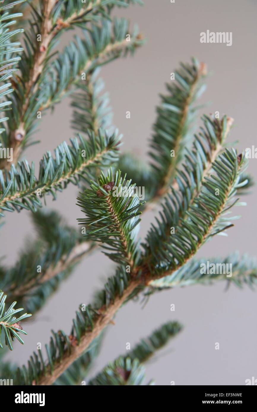 Nordmann Fir, Abies Nordmanniana. Close-up of branches of Christmas ...