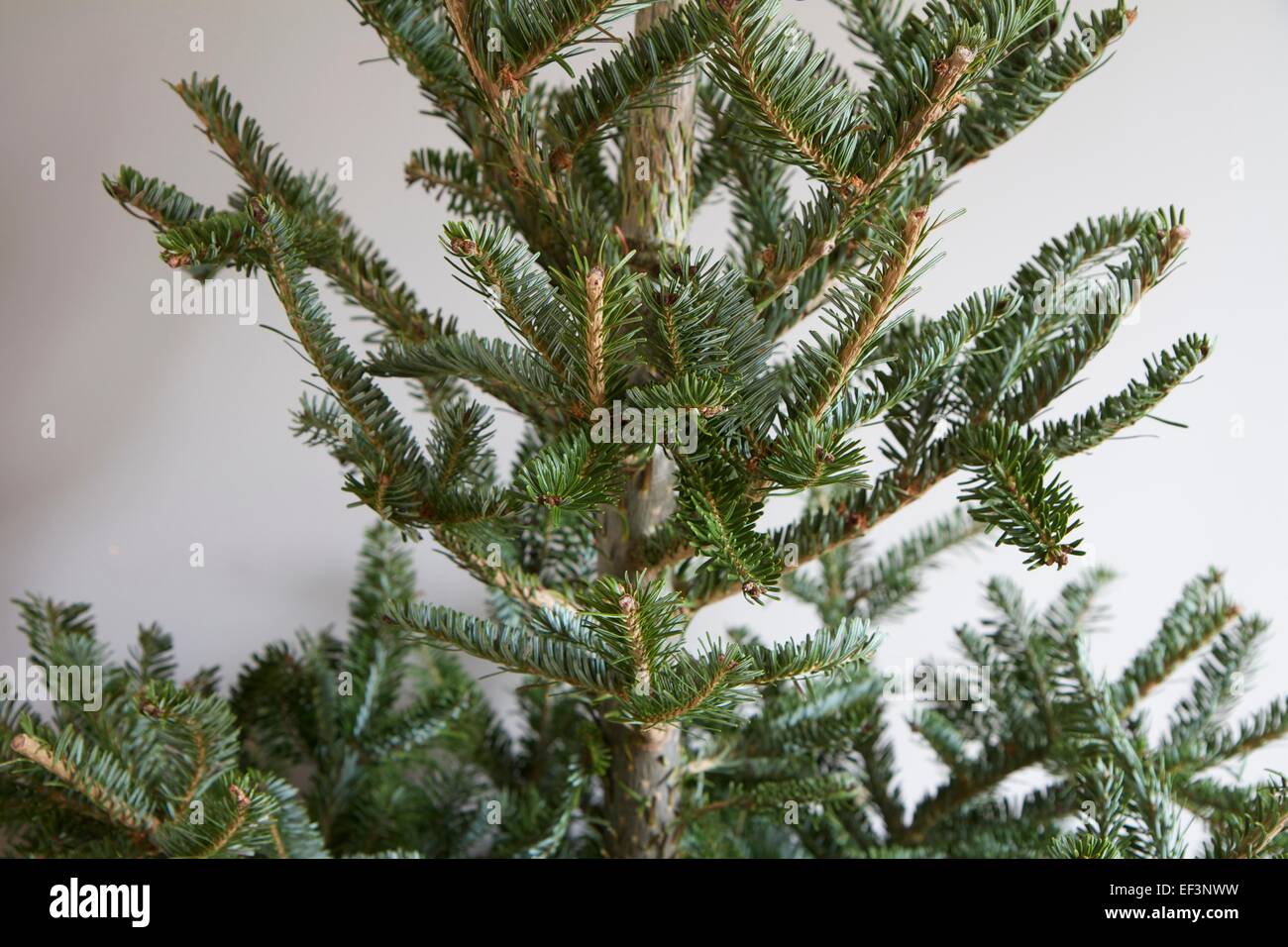 Nordmann Fir, Abies Nordmanniana. Branches of Christmas tree, showing ...