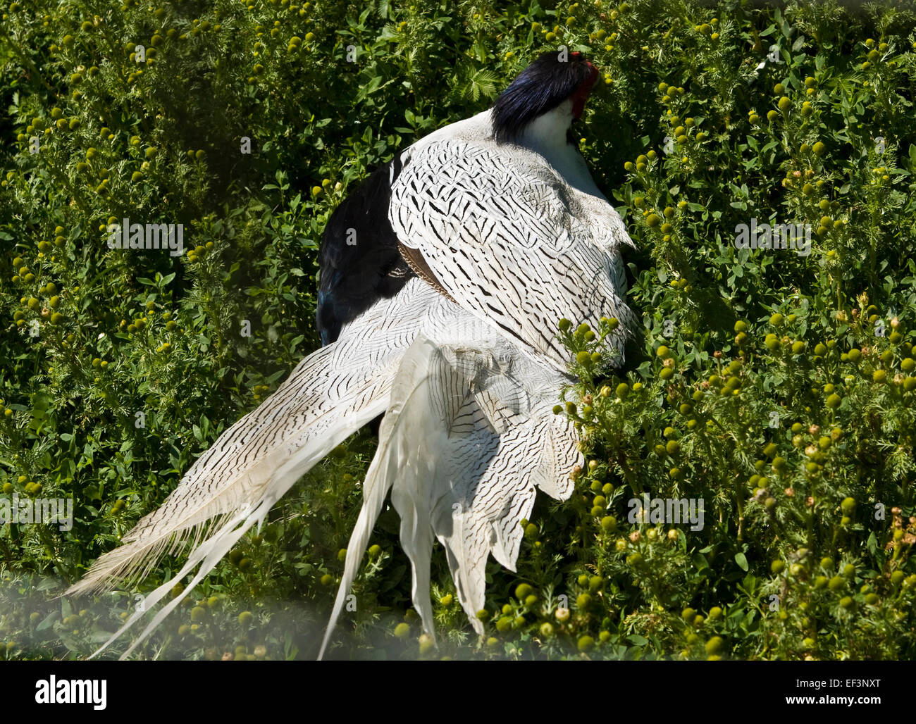 Ring-necked (common) pheasant (Phasianus Colchicus), lives in South ...